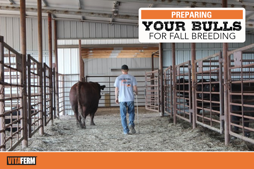 Preparing your Bulls for Fall Breeding - VitaFerm