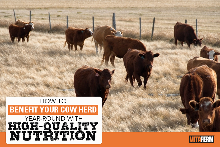 How to Benefit your Cow Herd Year-round with High-quality Nutrition ...