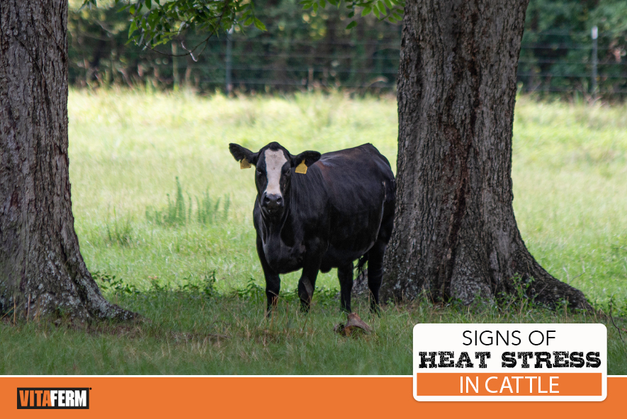 Signs of Heat Stress in Cattle - VitaFerm