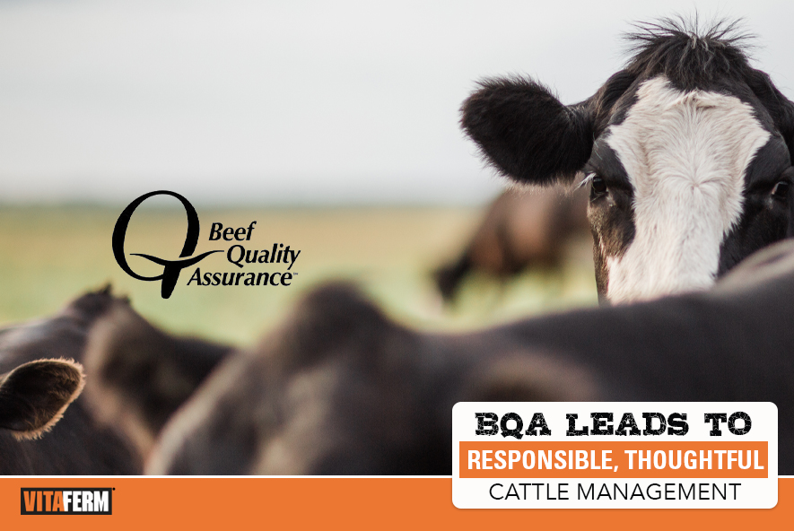BQA Leads to Responsible, Thoughtful Cattle Management - VitaFerm