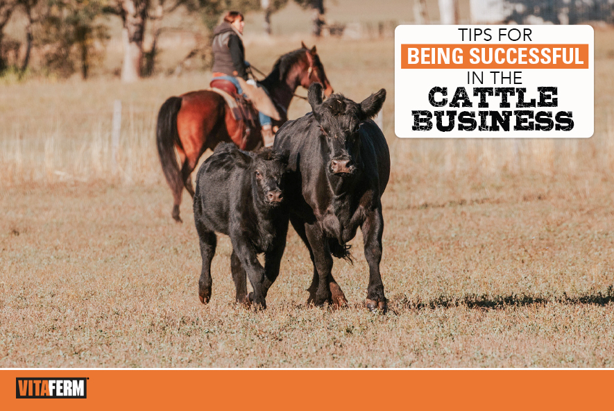 Tips for Being Successful in the Cattle Business - VitaFerm