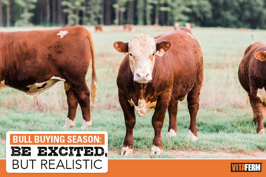 Bull Buying Season: Be Excited, but Realistic - VitaFerm