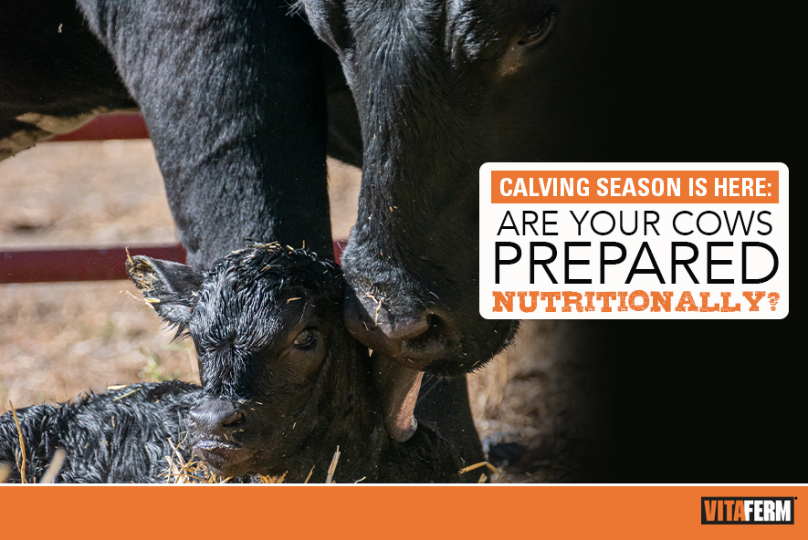 Calving Season is Here: Are your Cows Prepared Nutritionally? - VitaFerm
