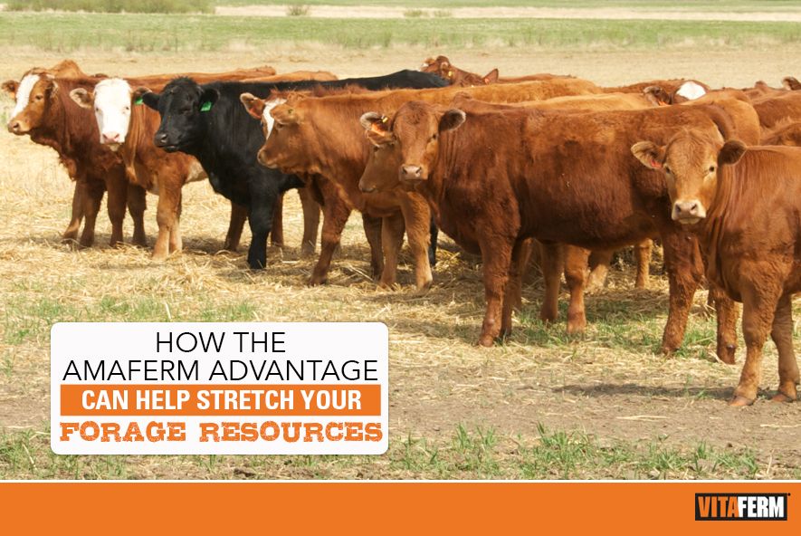 How the Amaferm Advantage can help Stretch your Forage Resources - VitaFerm