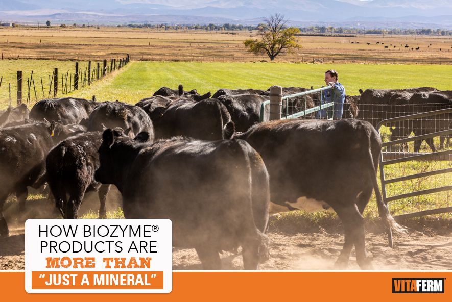 How BioZyme Products are More than “Just a Mineral” - VitaFerm