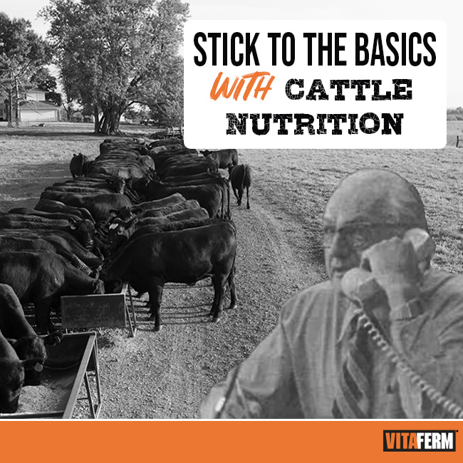 Stick to the Basics with Cattle Nutrition - VitaFerm