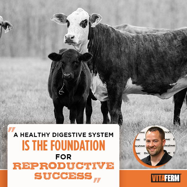BioZyme’s Guide to Cattle Reproduction: A Healthy Digestive System is ...