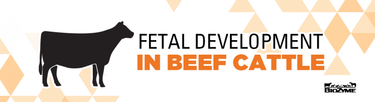 Fetal Development in Beef Cattle - VitaFerm