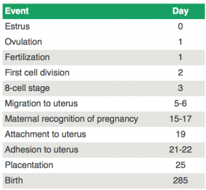 Fetal Development in Beef Cattle - VitaFerm