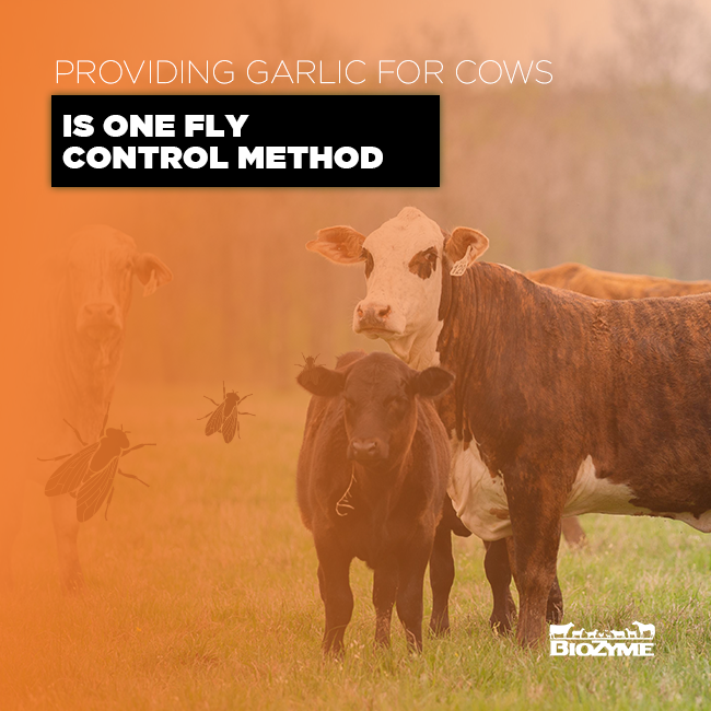 Garlic for Cattle: an Ideal Fly Control Method - VitaFerm