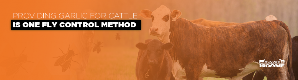 Garlic For Cattle An Ideal Fly Control Method Vitaferm