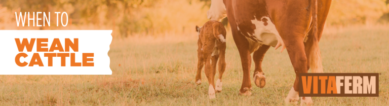 When to Wean Cattle - VitaFerm