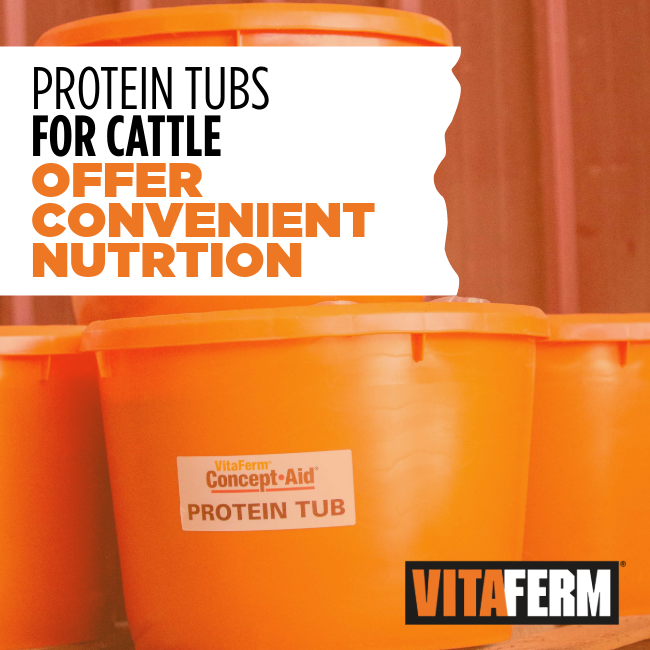 Protein Tubs for Cattle Offer Convenient Nutrition - VitaFerm