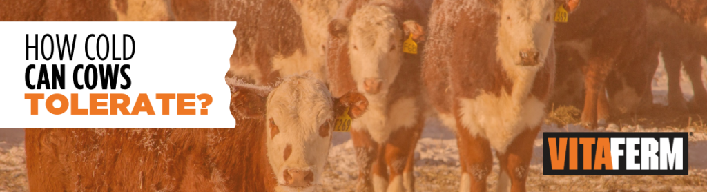 How Cold Can Cows Tolerate? - VitaFerm