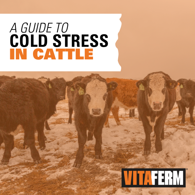 A Guide to Cold Stress in Cattle - VitaFerm