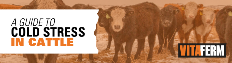 A Guide to Cold Stress in Cattle - VitaFerm