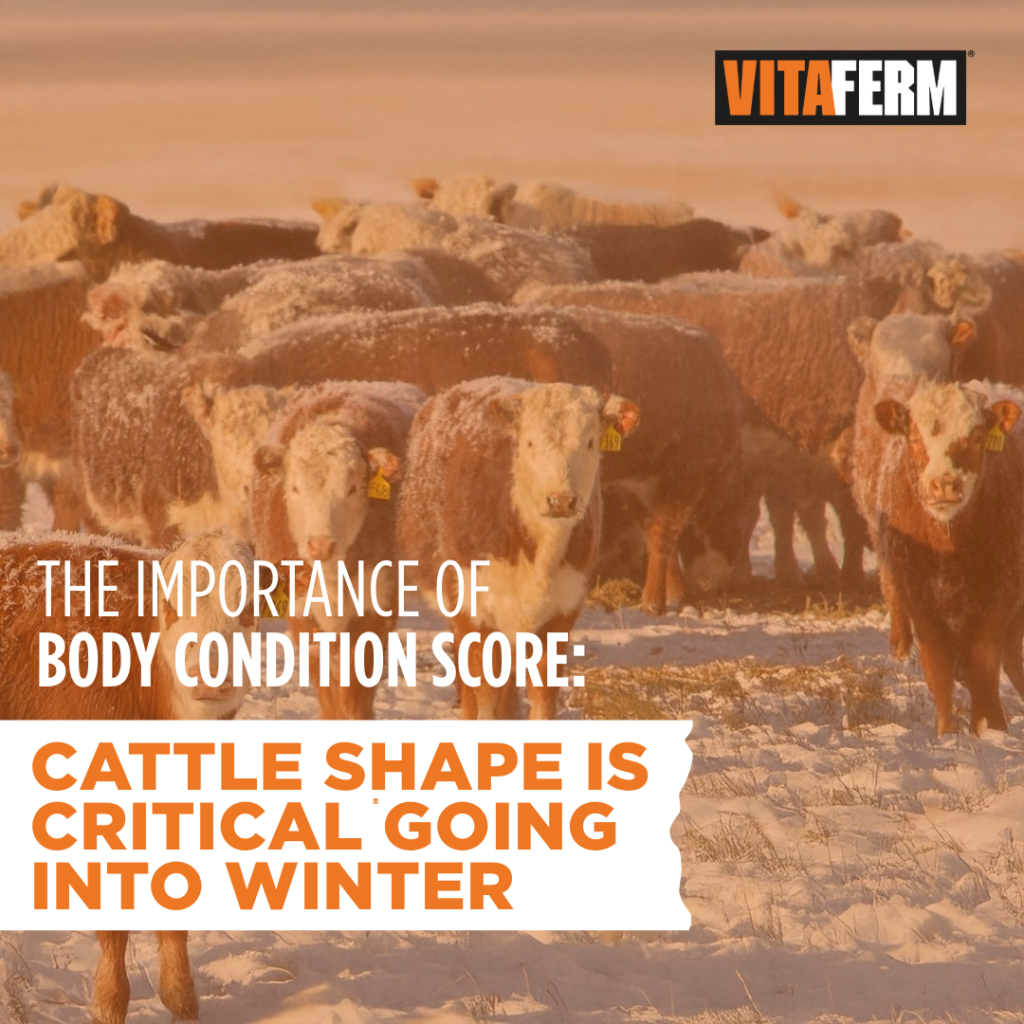 Breeding/Calving Archives - VitaFerm