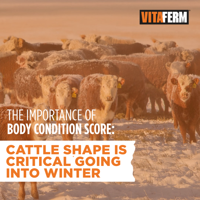 VitaFerm® Concept•Aid® Gestation Calculator - VitaFerm