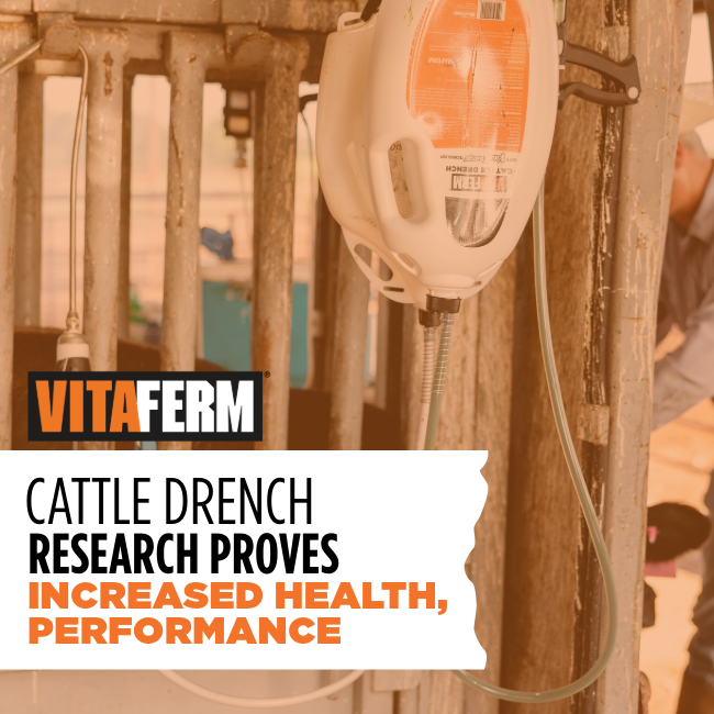 Cattle Drench Research Proves Efficacy of VitaFerm®