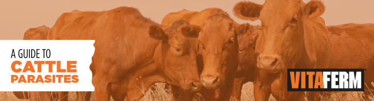 A Guide to Cattle Parasites - VitaFerm
