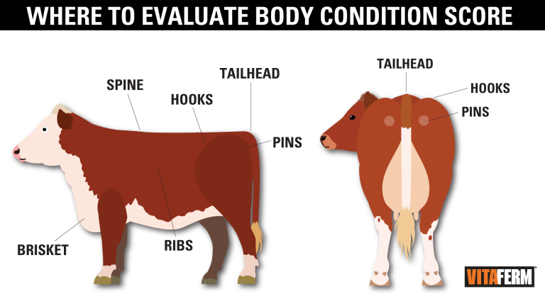 The Importance of Body Condition Score, Cattle Shape in Winter