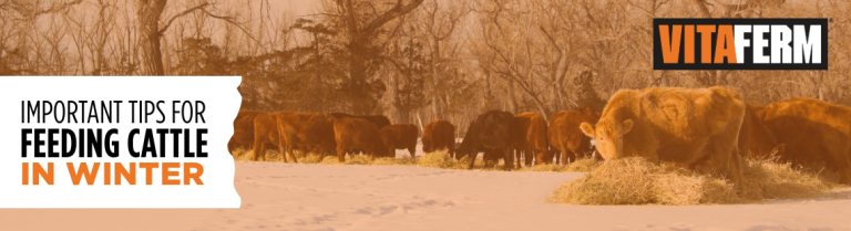 Important Tips for Feeding Cattle in Winter - VitaFerm