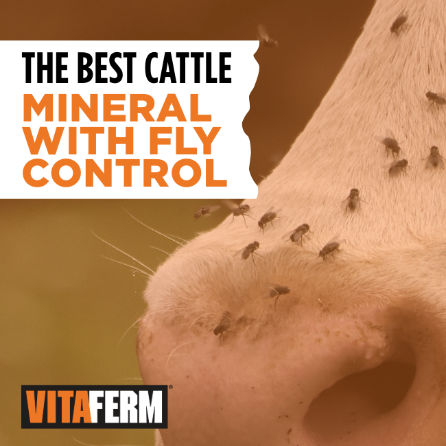 A Guide to Fly Control for Cattle - VitaFerm