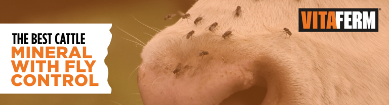 The Best Cattle Mineral with Fly Control - VitaFerm