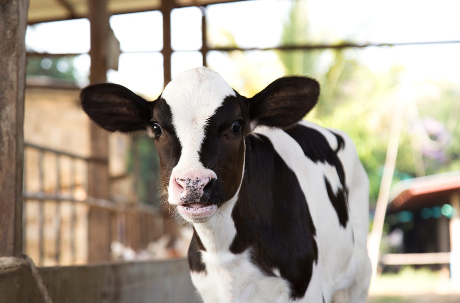 Garlic for Cattle: an Ideal Fly Control Method - VitaFerm