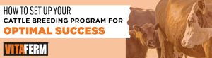How to Set Up Your Cattle Breeding Program for Optimal Success - VitaFerm