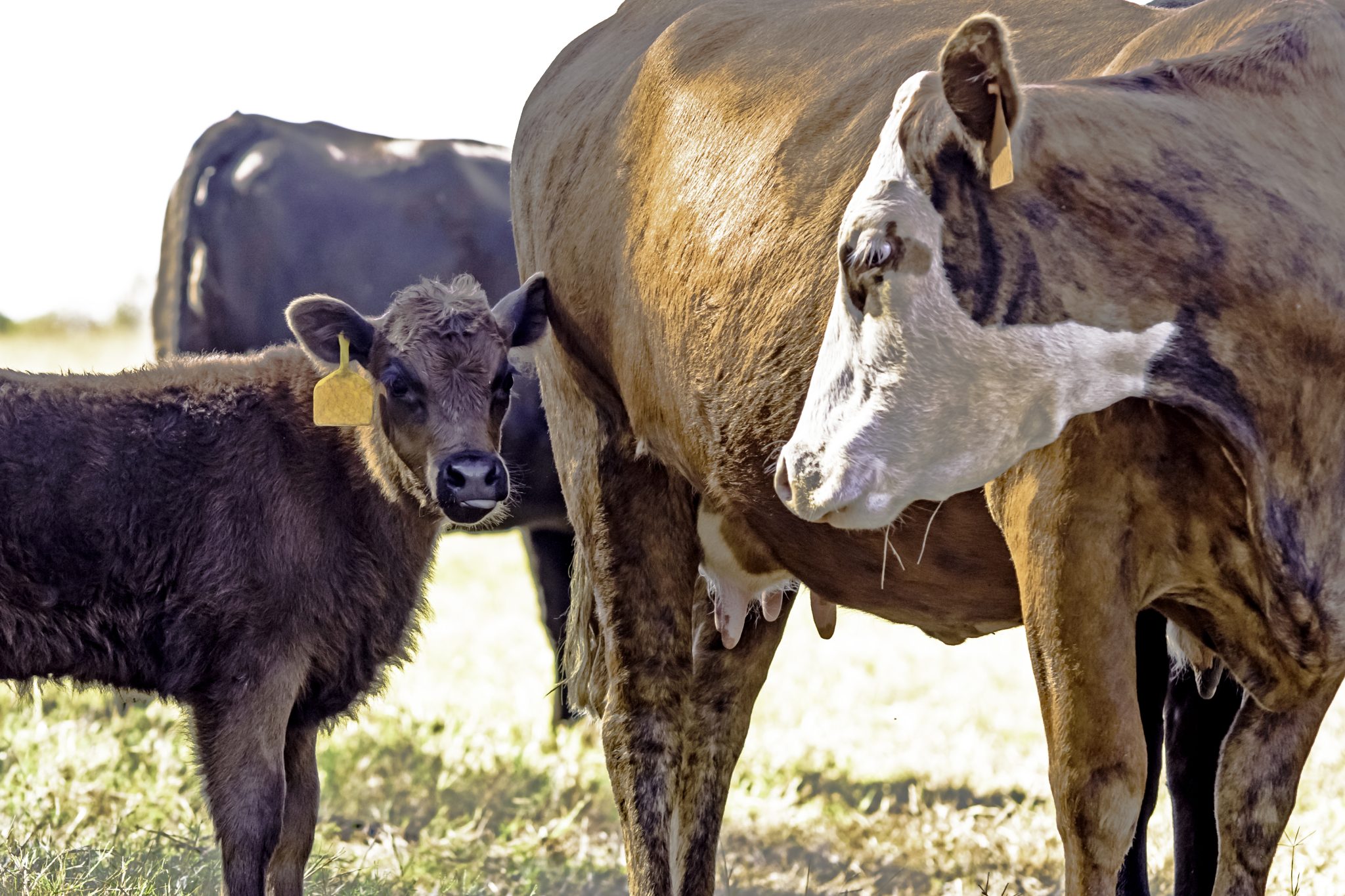 A Year-Long Planner: What to Feed Cows - VitaFerm