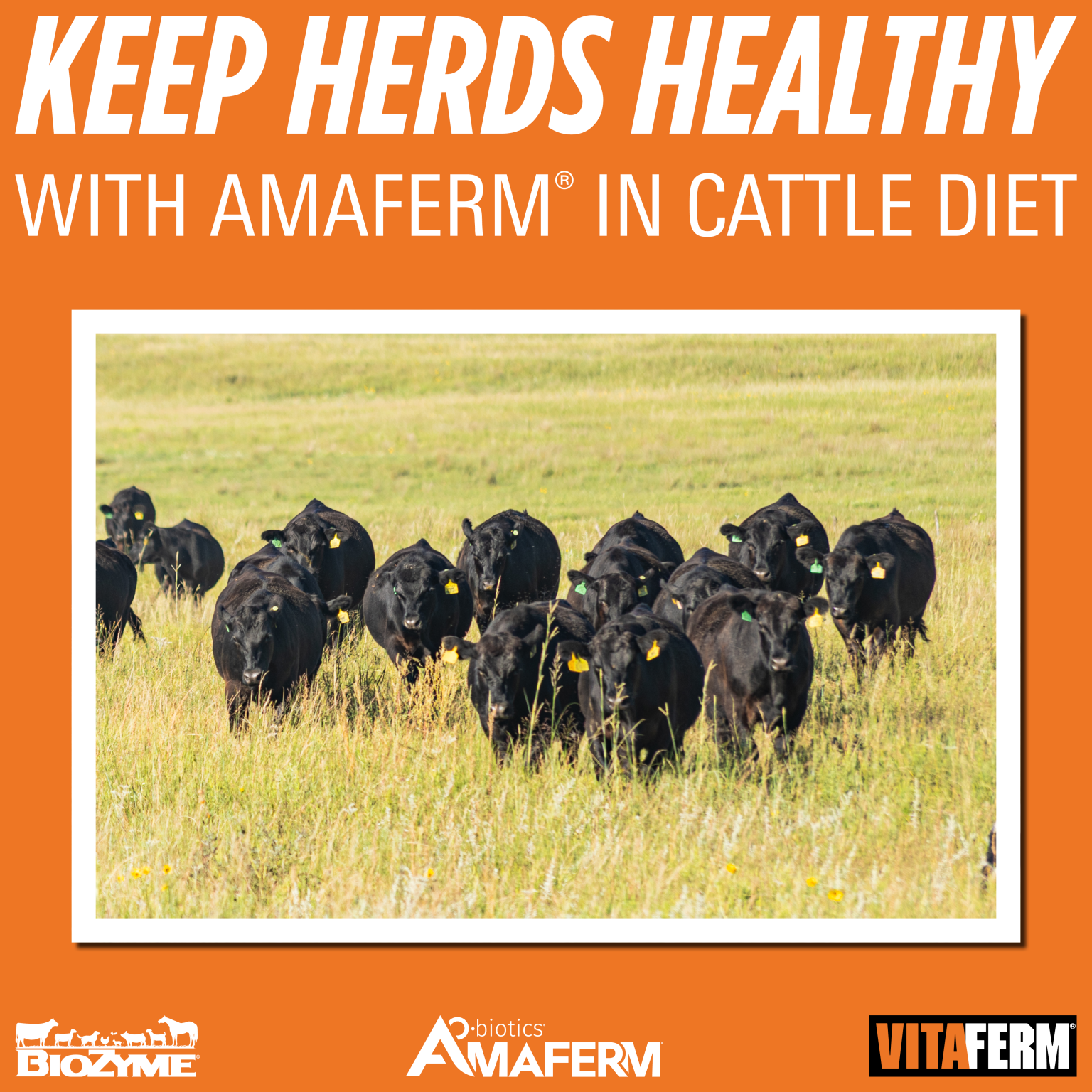 Protein Tubs for Cattle Offer Convenient Nutrition - VitaFerm