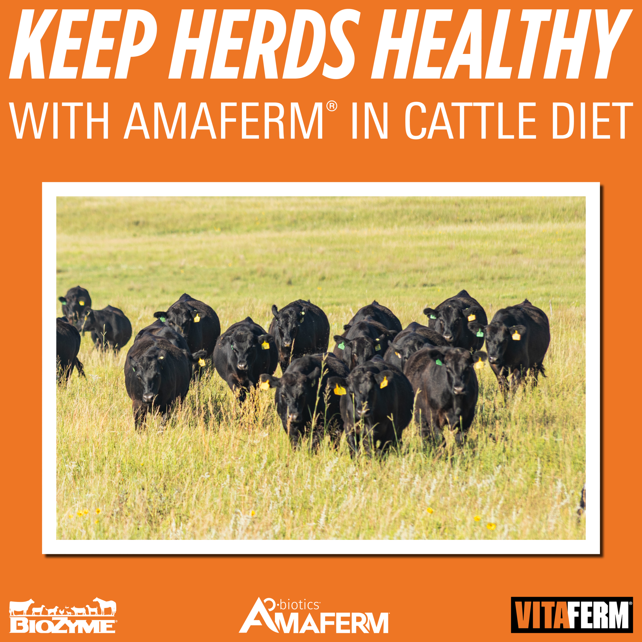 Protein Tubs for Cattle Offer Convenient Nutrition - VitaFerm
